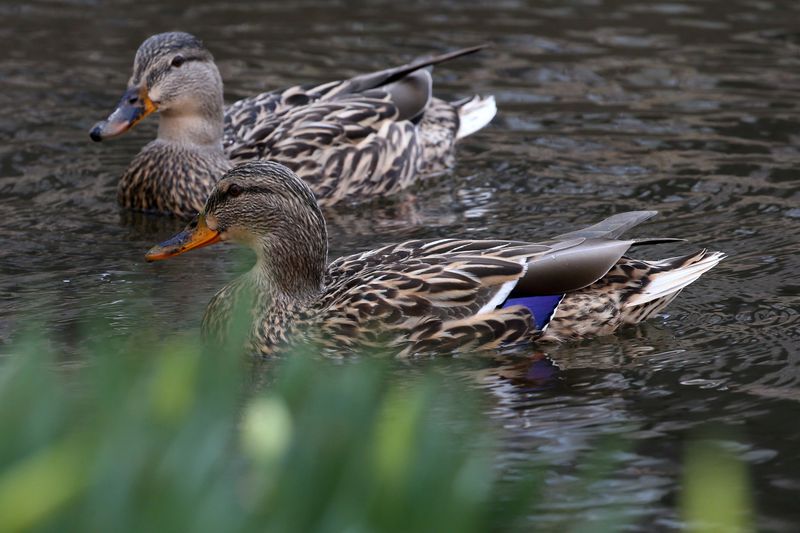 Would Honey the Duck Come Back This Spring? – LetsTalkLibrary