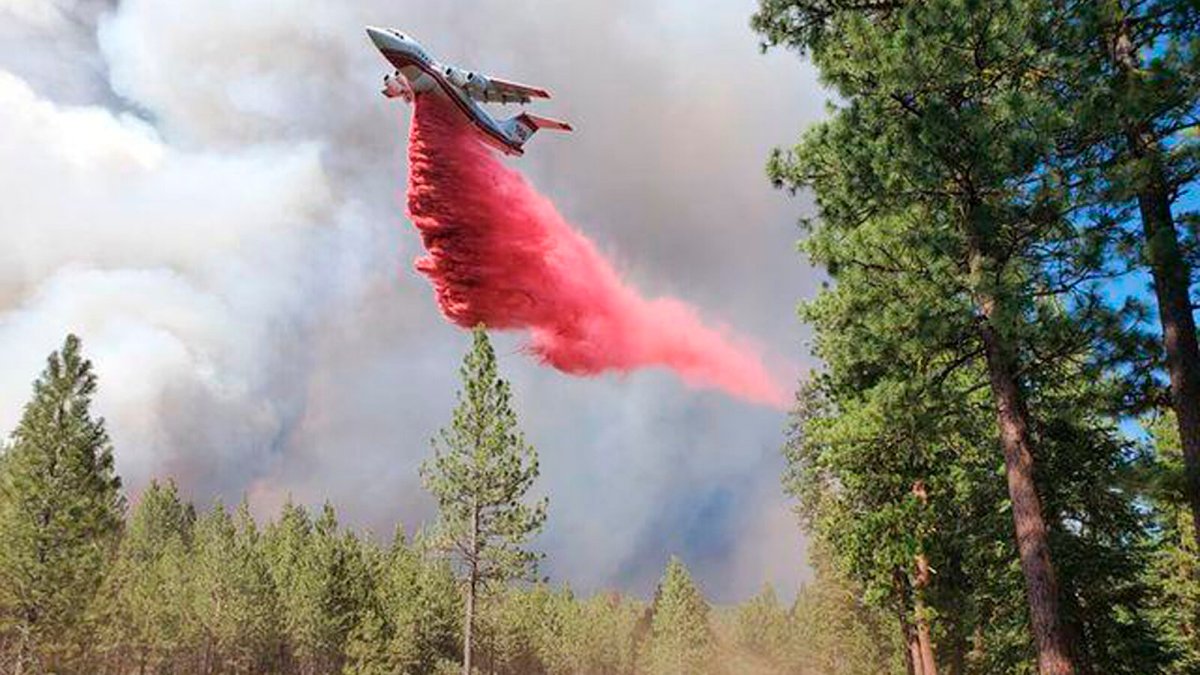 The Bootleg Fire, the Nation’s Biggest, Gives Scientists an Unexpected ...